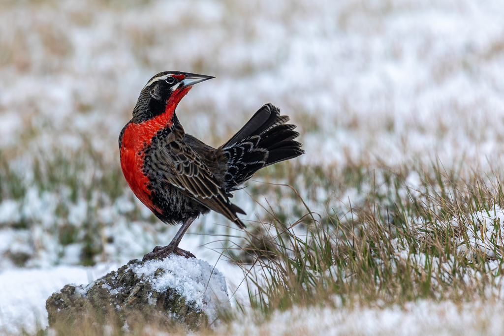 Endemic Birds – Falklands Nature