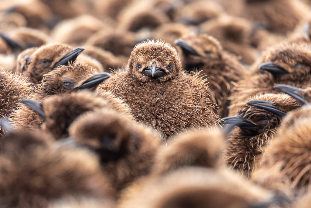FI Birds Gallery – Falklands Nature
