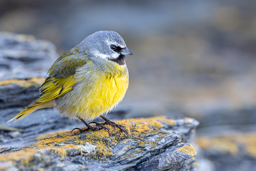 FI Birds Gallery – Falklands Nature