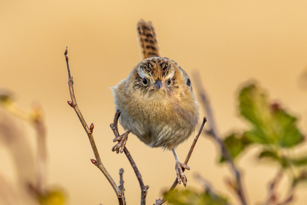 Endemic Birds – Falklands Nature