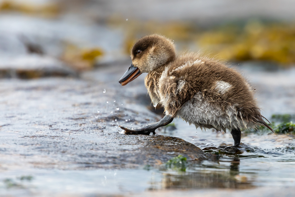 New Island Gallery – Falklands Nature
