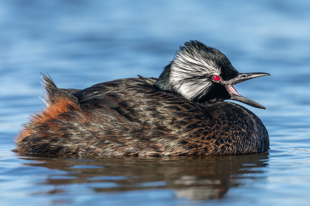 Birds of the Falklands – Falklands Nature