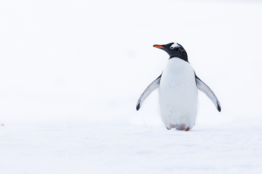 High Key Wildlife Gallery – Falklands Nature