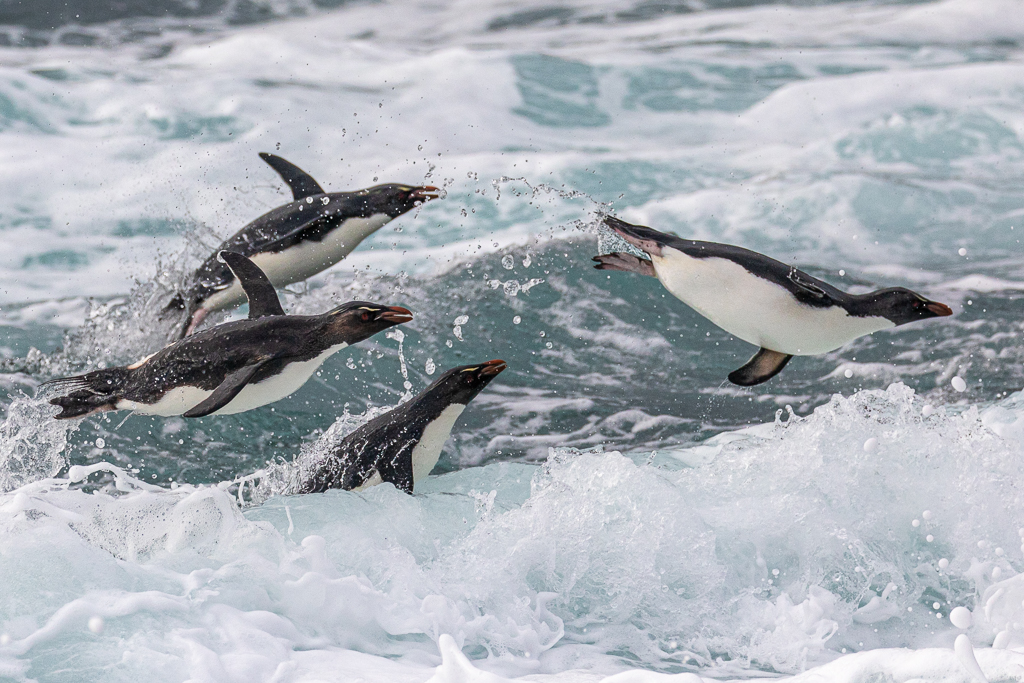 Birds of the Falklands – Falklands Nature