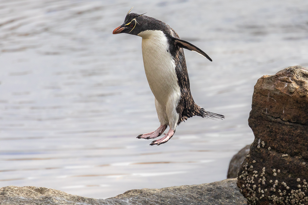 New Island Gallery – Falklands Nature