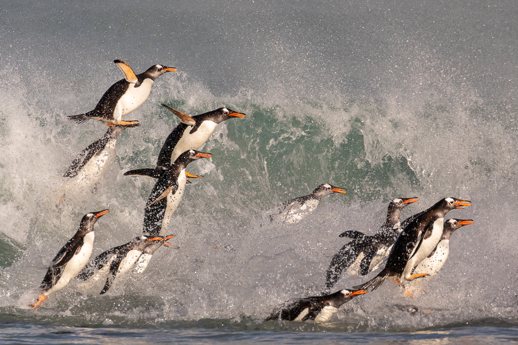 New Island Gallery – Falklands Nature