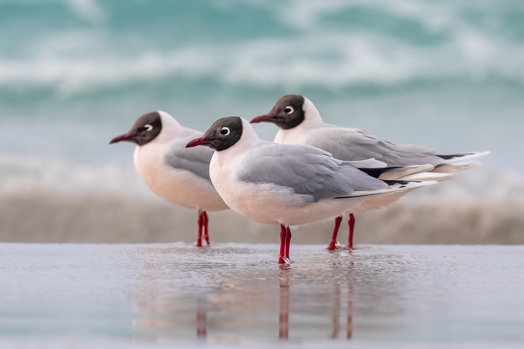 Falklands Nature – Wildlife, Birding and Photography Adventures