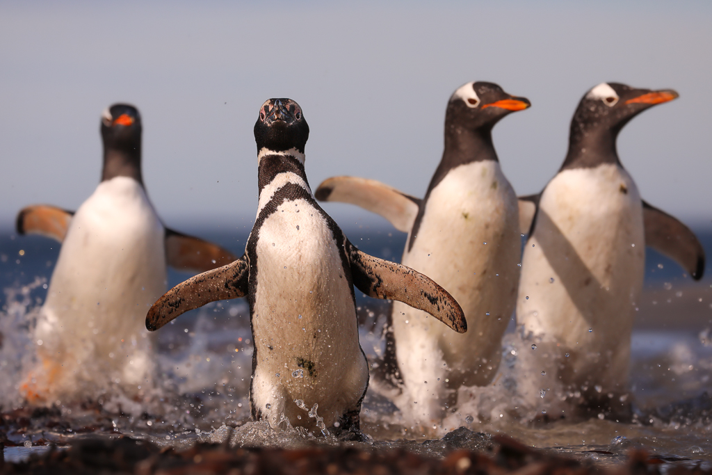 Whale Point – Falklands Nature