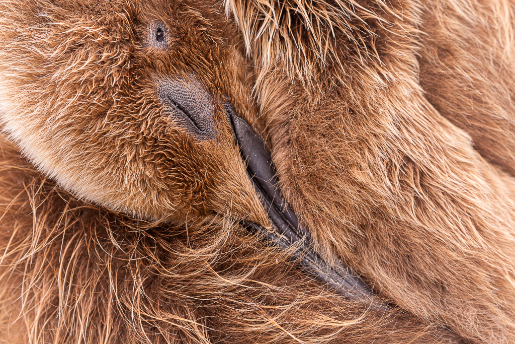 Falklands Nature – Wildlife, Birding and Photography Adventures