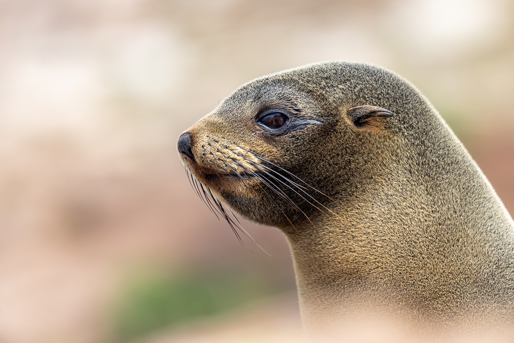 Falklands Nature – Wildlife, Birding and Photography Adventures