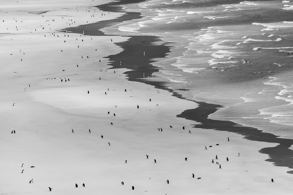 Saunders Island Gallery – Falklands Nature