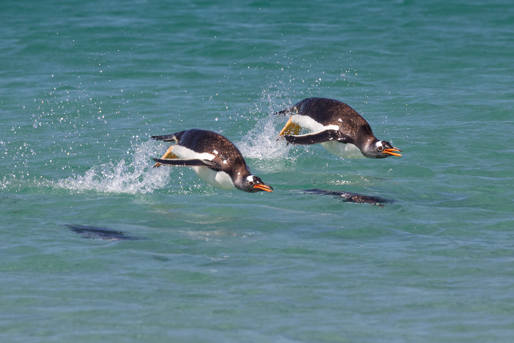 New Island Gallery – Falklands Nature