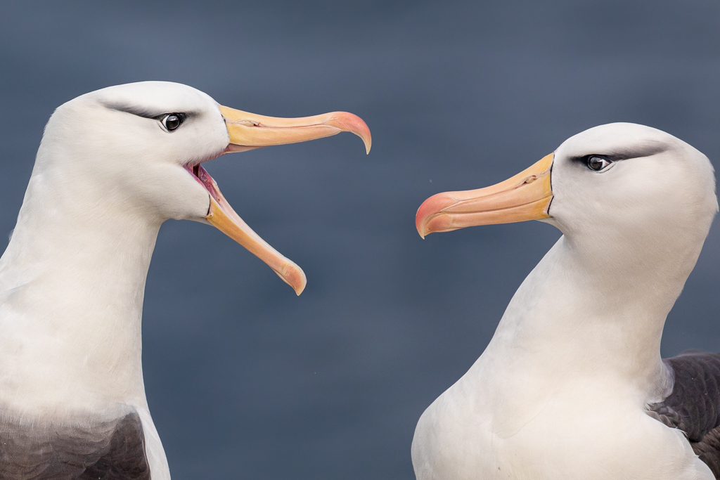 Birds of the Falklands – Falklands Nature