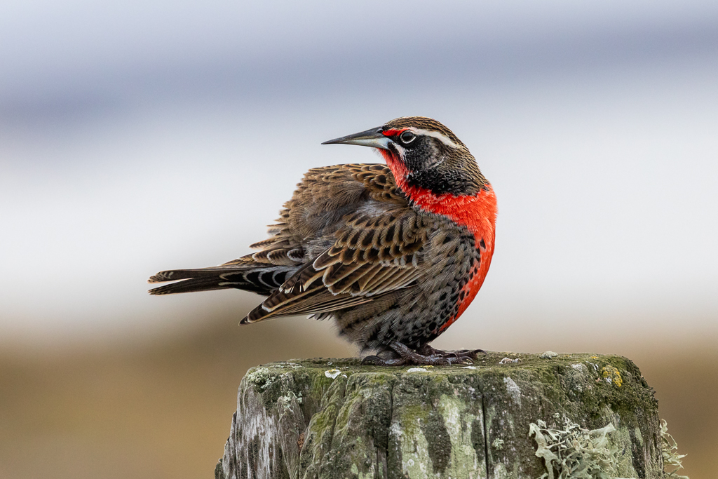 Birds of the Falklands – Falklands Nature