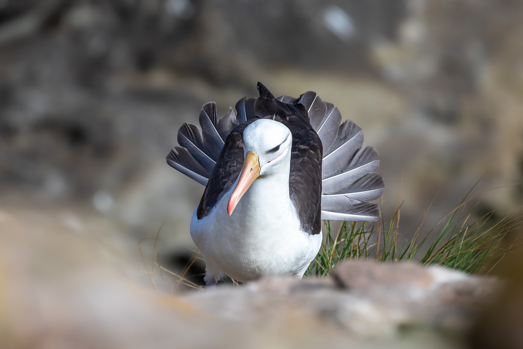 Saunders Island Gallery – Falklands Nature
