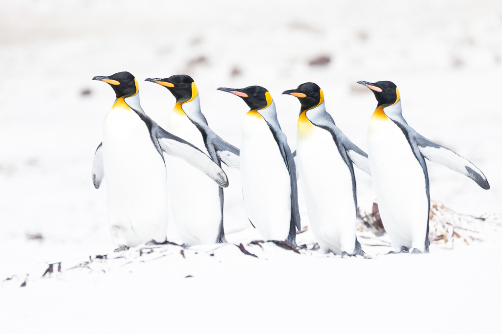 High Key Wildlife Gallery – Falklands Nature
