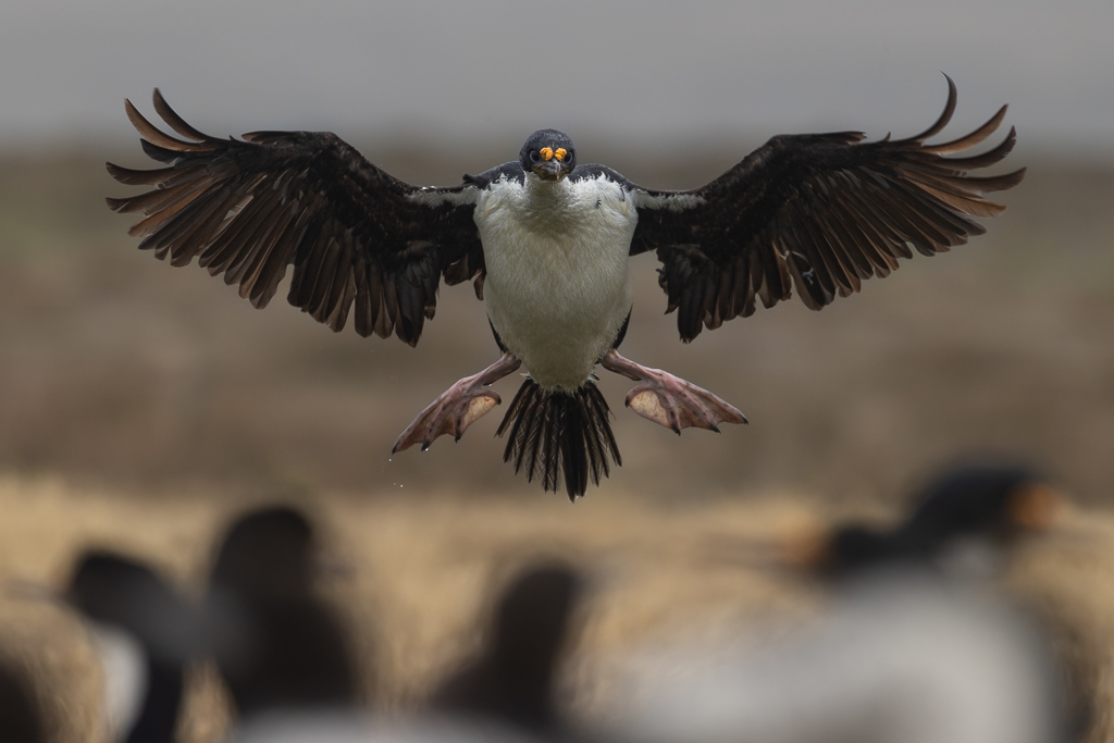 Birds of the Falklands – Falklands Nature