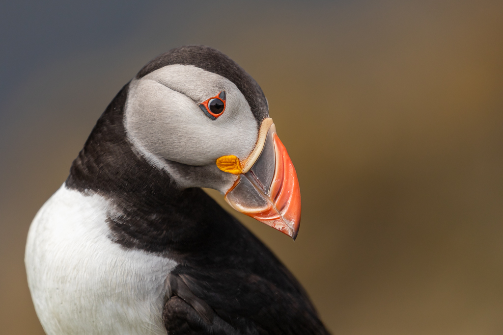 United Kingdom Gallery – Falklands Nature