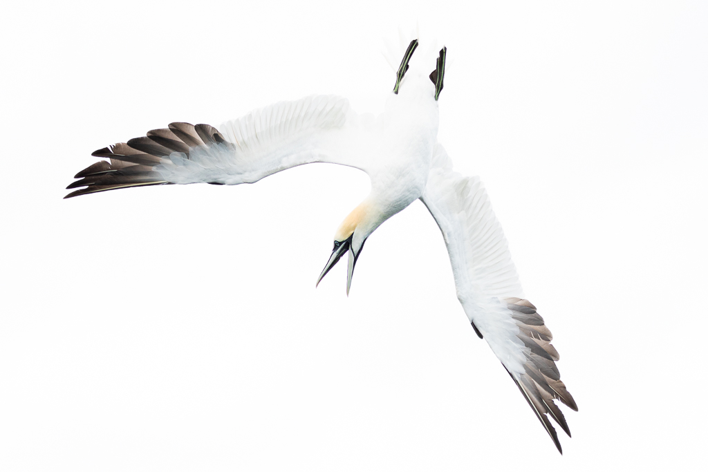 High Key Wildlife Gallery – Falklands Nature