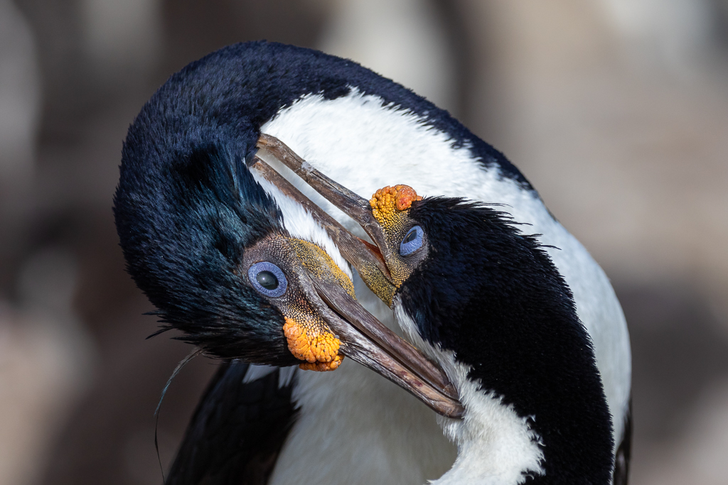 New Island Gallery – Falklands Nature