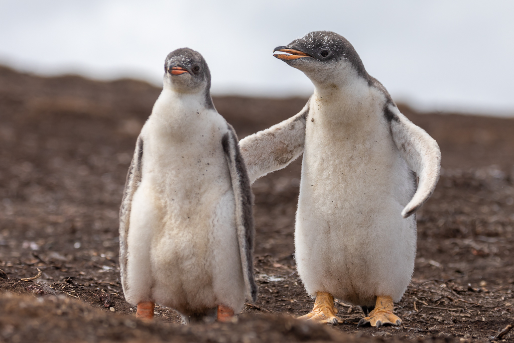 New Island Gallery – Falklands Nature