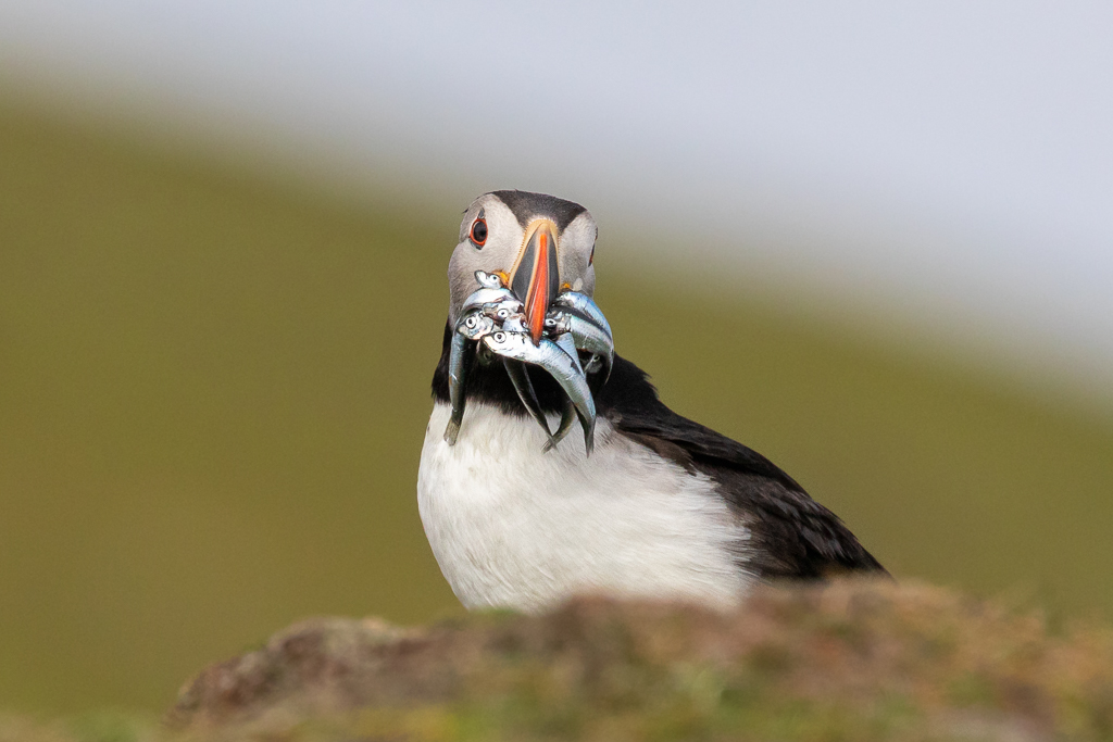 United Kingdom Gallery – Falklands Nature