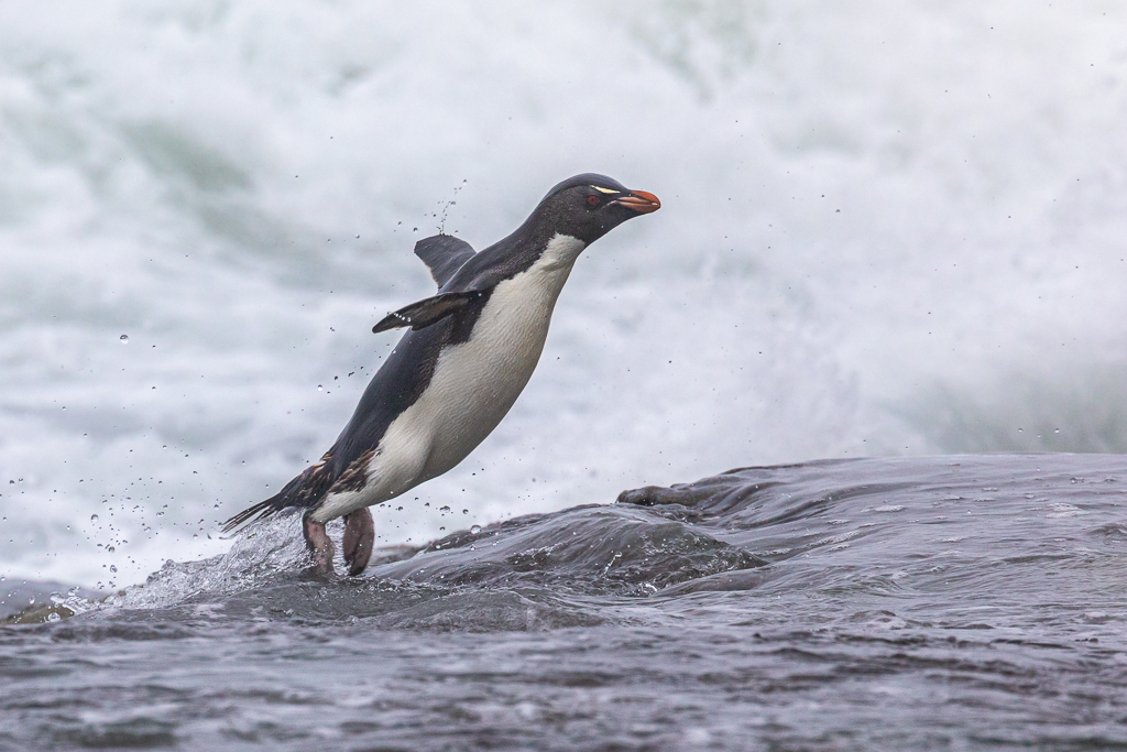 Saunders Island Gallery – Falklands Nature