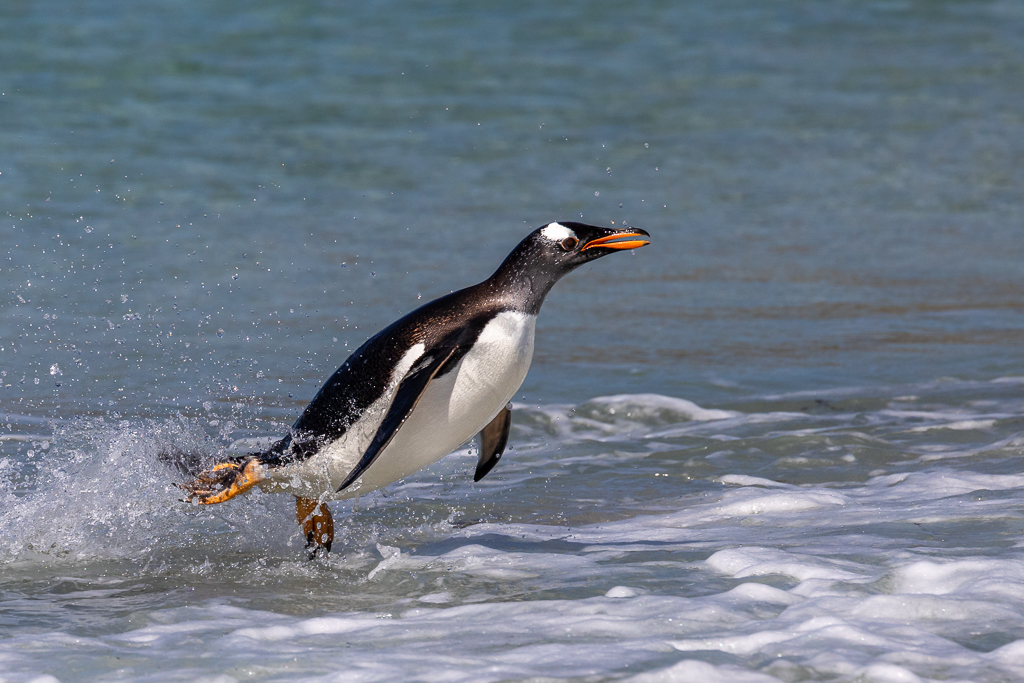 New Island Gallery – Falklands Nature