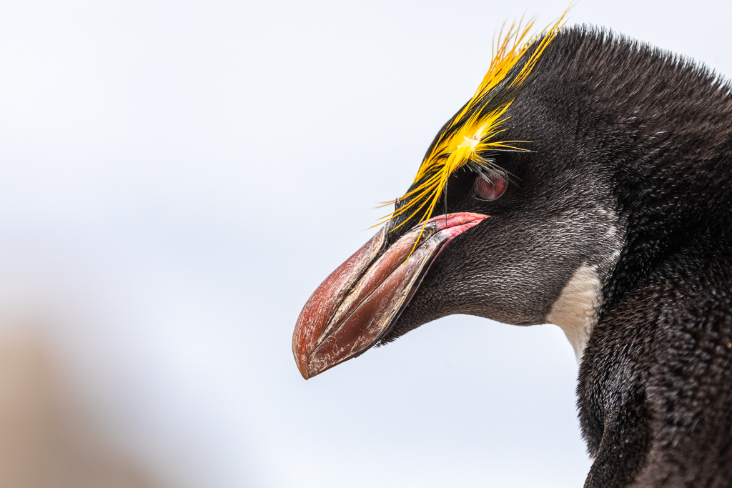 Birds of the Falklands – Falklands Nature