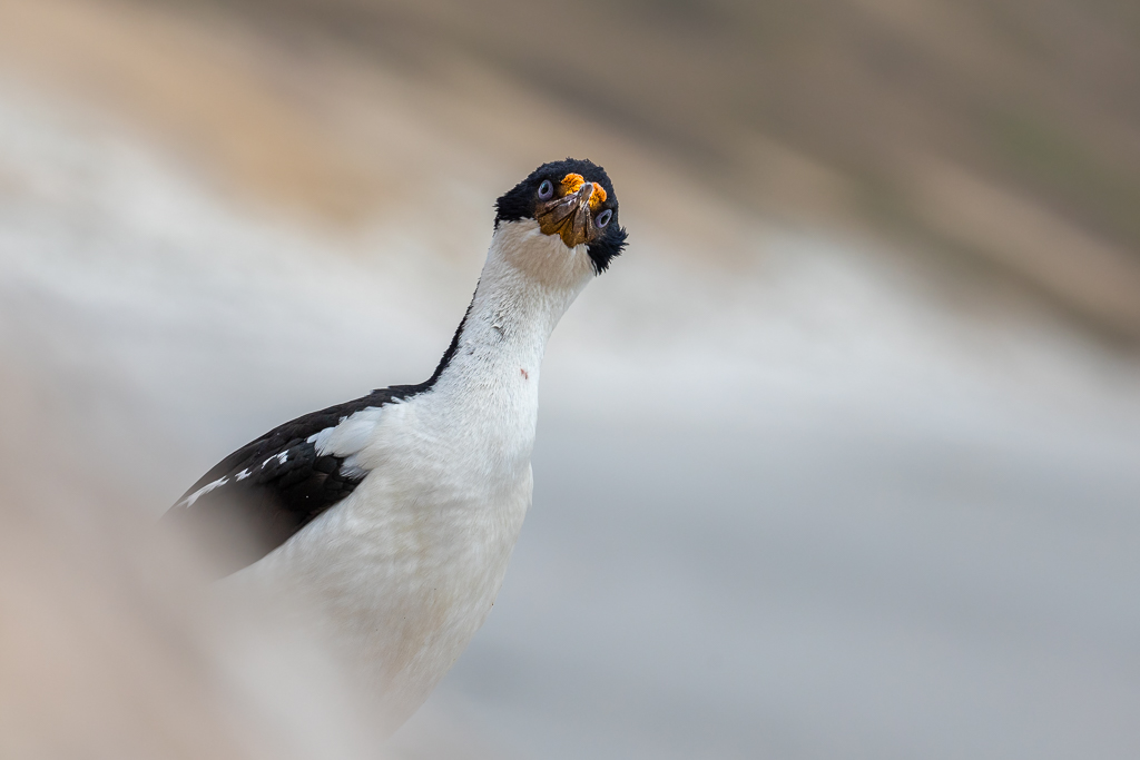 Saunders Island Gallery – Falklands Nature