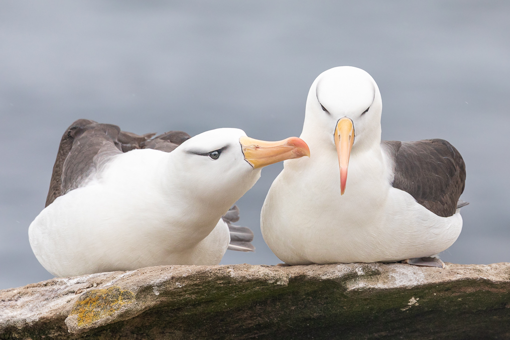 New Island Gallery – Falklands Nature