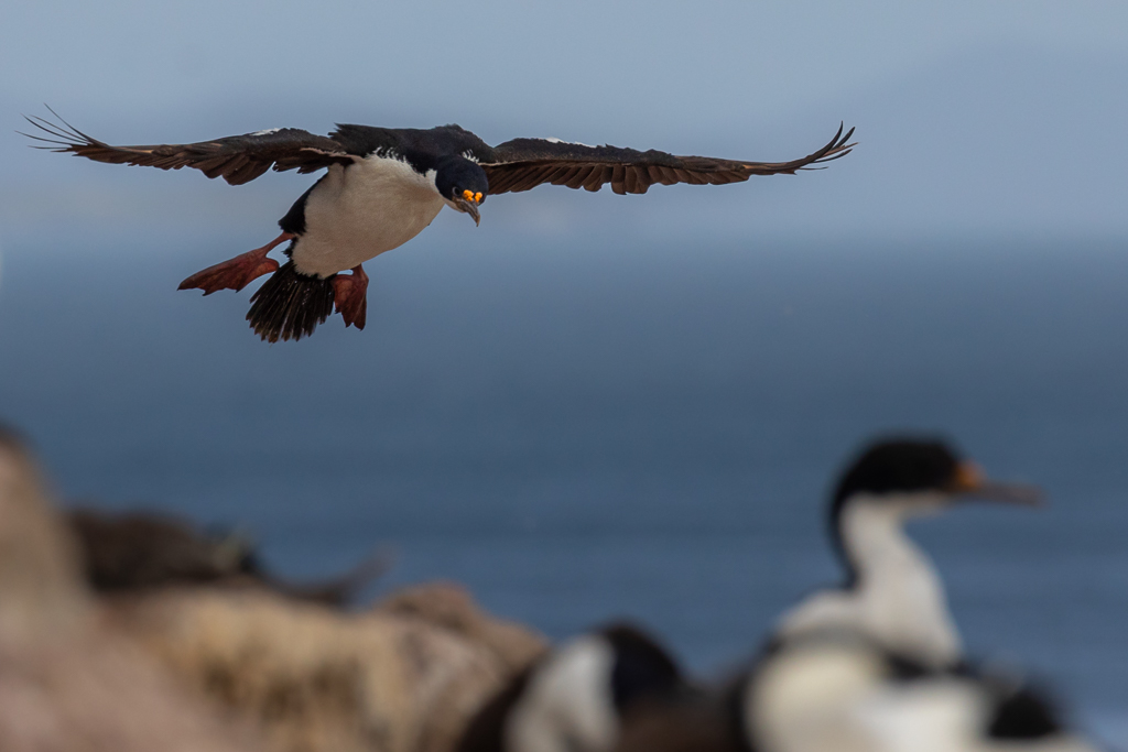Saunders Island Gallery – Falklands Nature